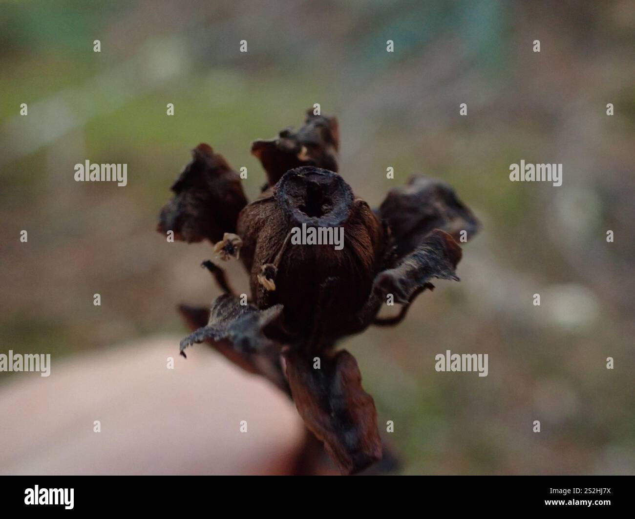 Ghost Pipe (Monotropa uniflora Stock Photo - Alamy