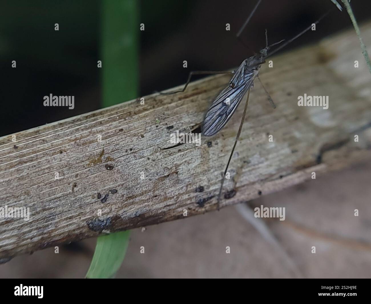 Typical Crane Flies (Tipuloidea Stock Photo - Alamy