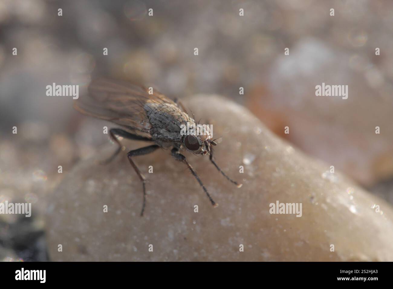 Seaweed Flies (Fucellia Stock Photo - Alamy