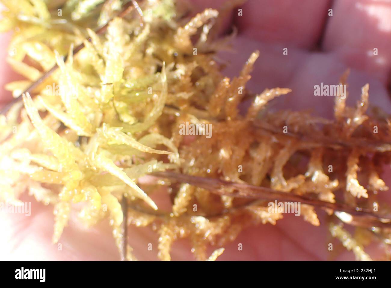 Papillose Peatmoss (Sphagnum papillosum Stock Photo - Alamy