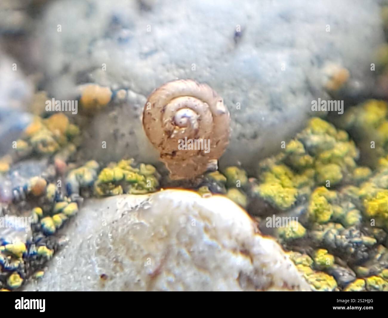 Common Land Snails and Slugs (Stylommatophora Stock Photo - Alamy