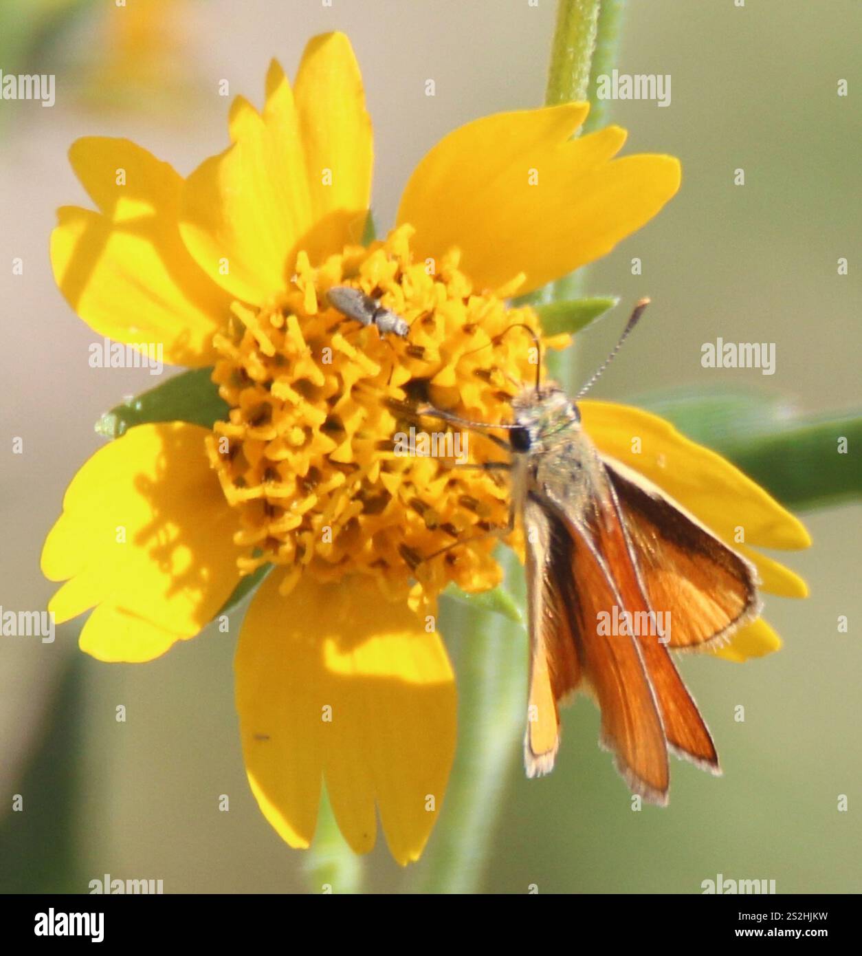Orange Skipperling (Copaeodes aurantiaca Stock Photo - Alamy