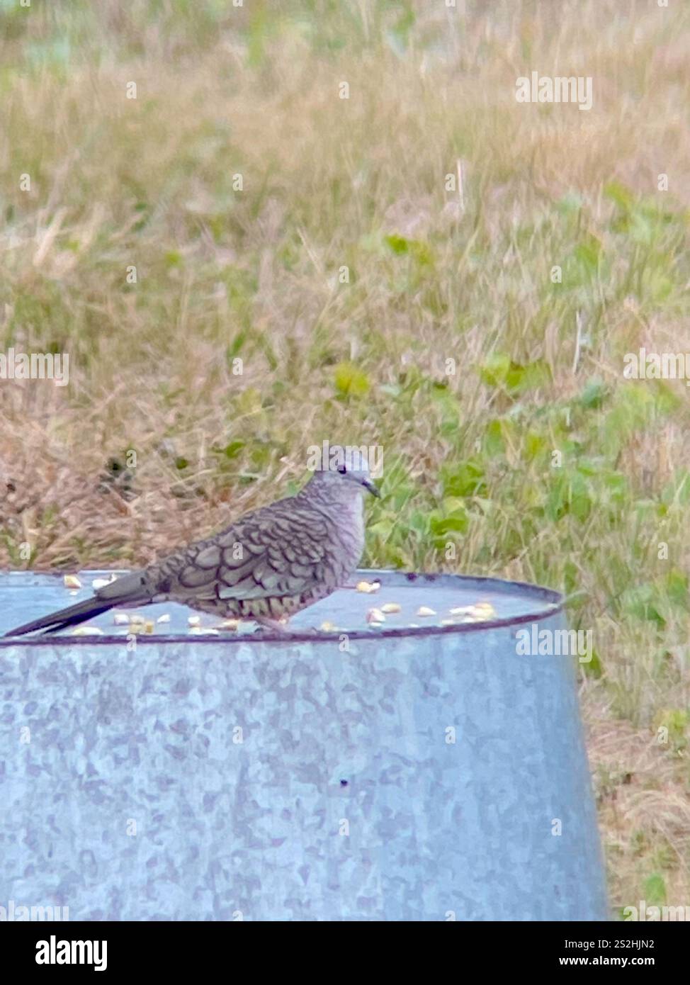 Inca Dove (Columbina inca Stock Photo - Alamy