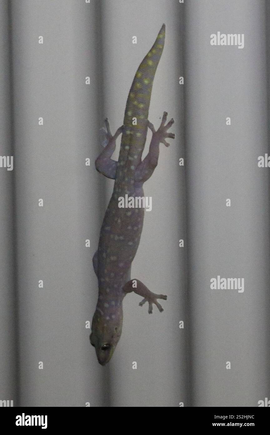 Southern Spotted Velvet Gecko (Oedura tryoni Stock Photo - Alamy