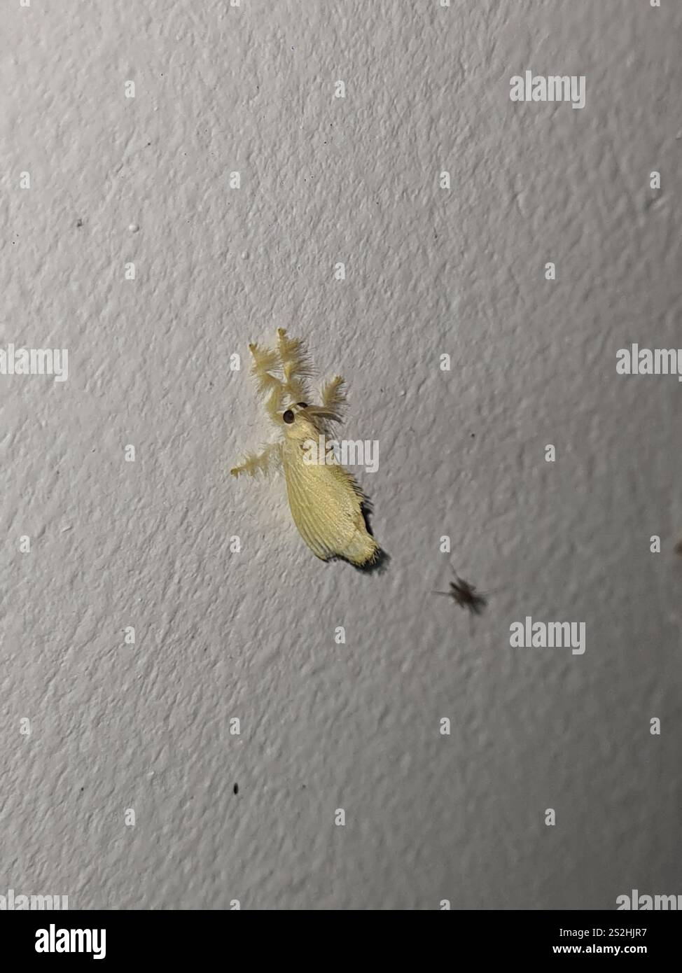 Jewel Caterpillar Moths (Dalceridae Stock Photo - Alamy