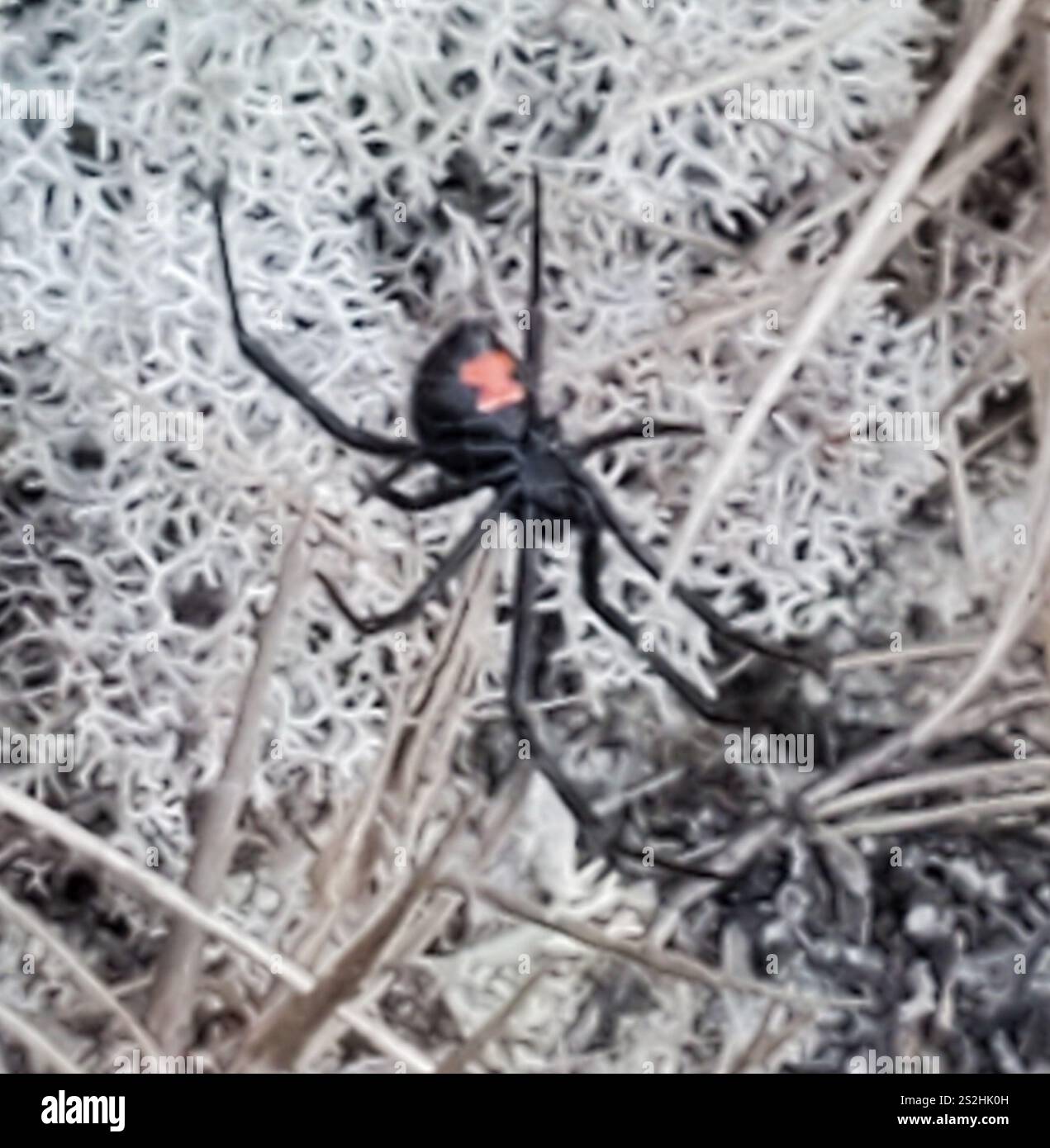 Southern Black Widow (Latrodectus mactans Stock Photo - Alamy