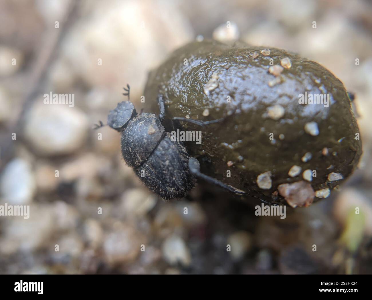 Spider Dung Beetles (Sisyphus Stock Photo - Alamy
