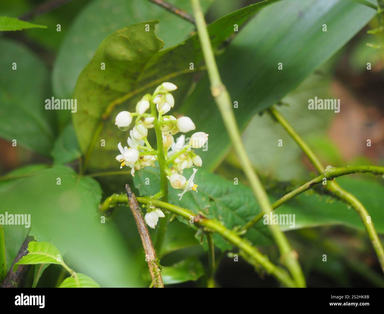 palmita (Xiphidium caeruleum Stock Photo - Alamy