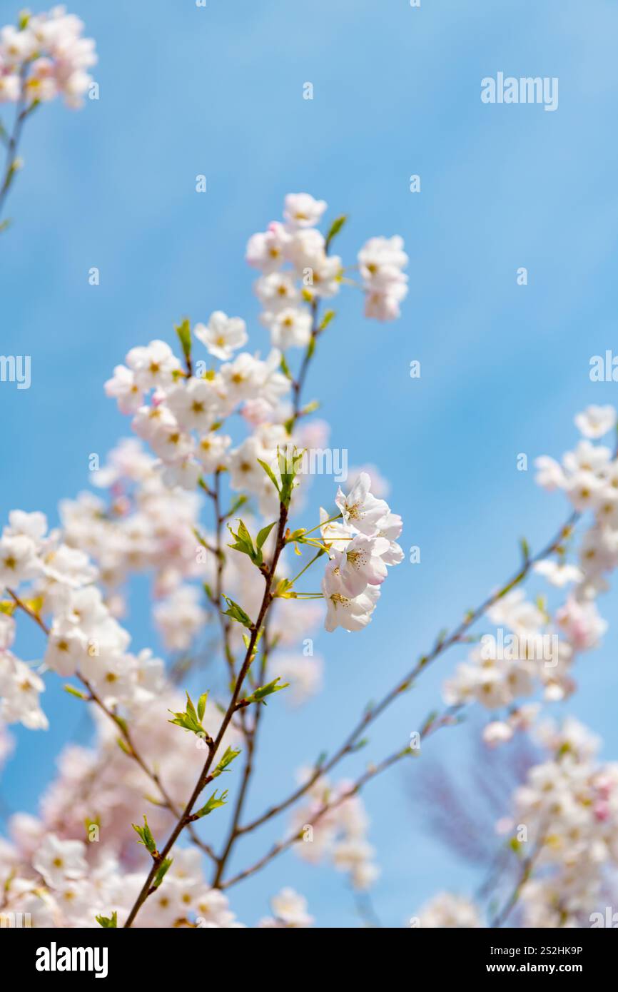Spring nature. Sakura tree blossom. Beautiful pink spring Sakura flower ...
