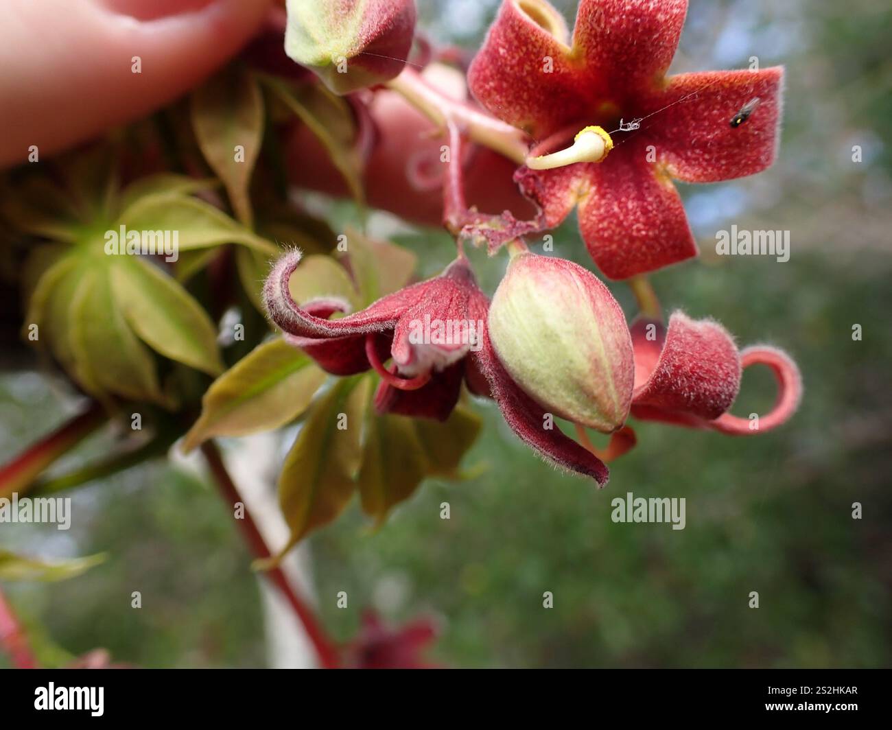 flowering plants (Angiospermae Stock Photo - Alamy