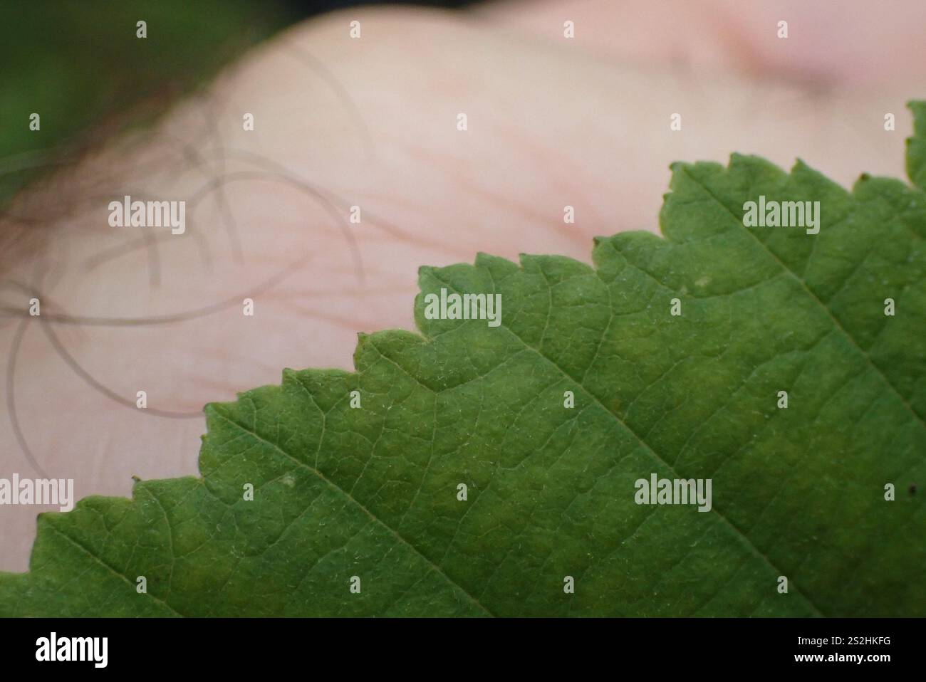 Red Alder (Alnus rubra Stock Photo - Alamy