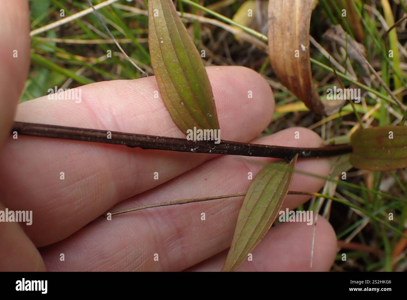 king's scepter gentian (Gentiana sceptrum Stock Photo - Alamy