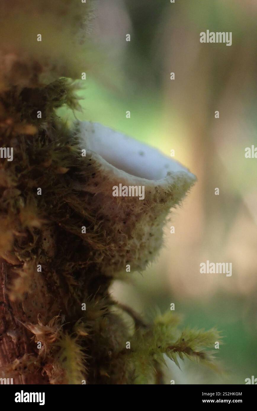 woolly bird's nest fungus (Nidula niveotomentosa Stock Photo - Alamy