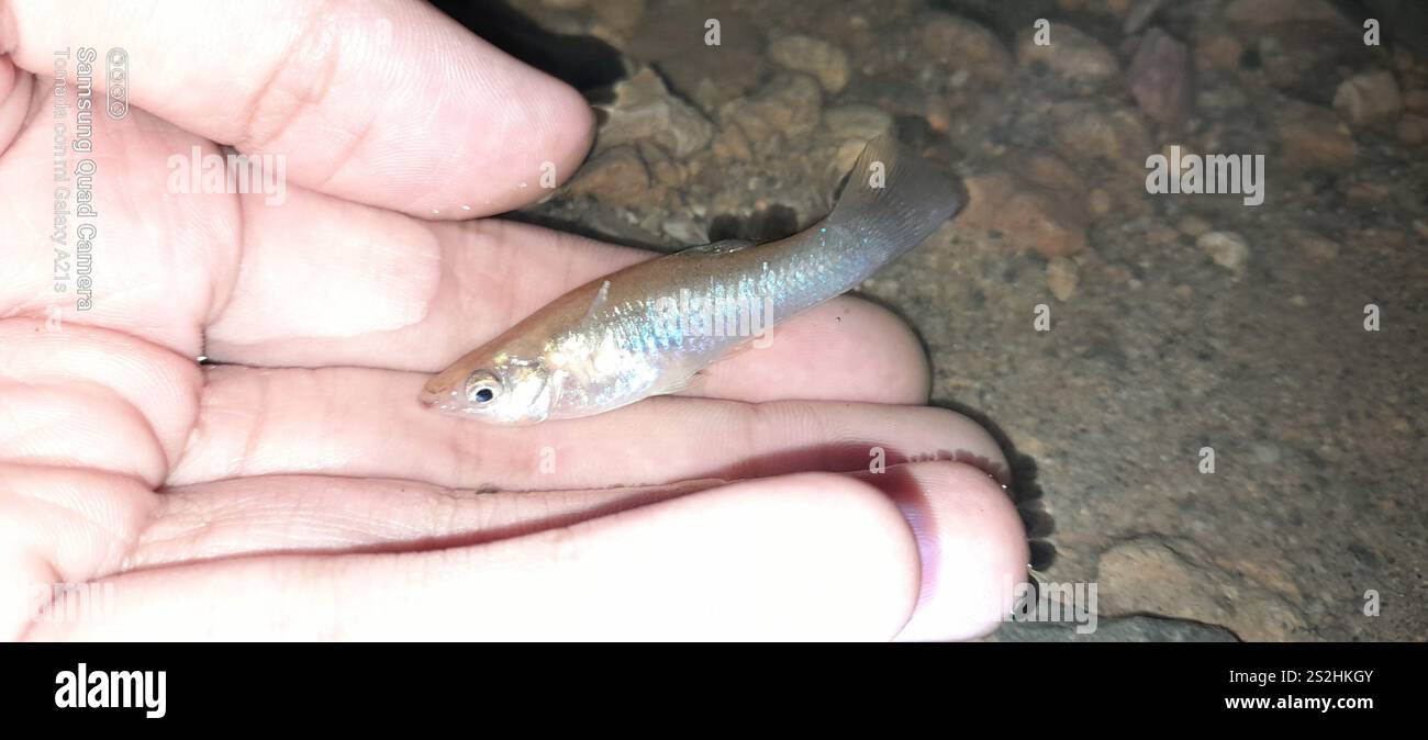 Gill's Molly (Poecilia gillii Stock Photo - Alamy