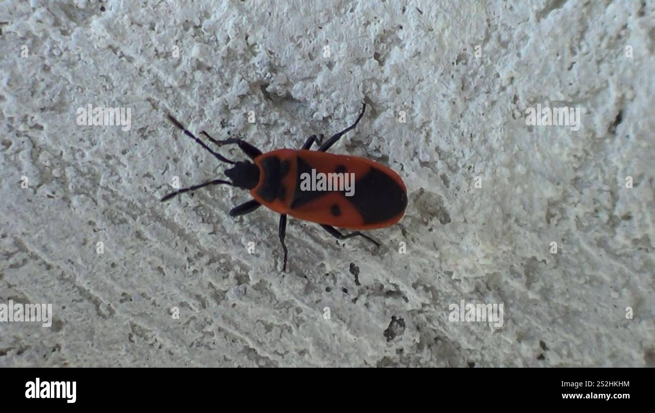 Mediterranean red bug (Scantius aegyptius Stock Photo - Alamy