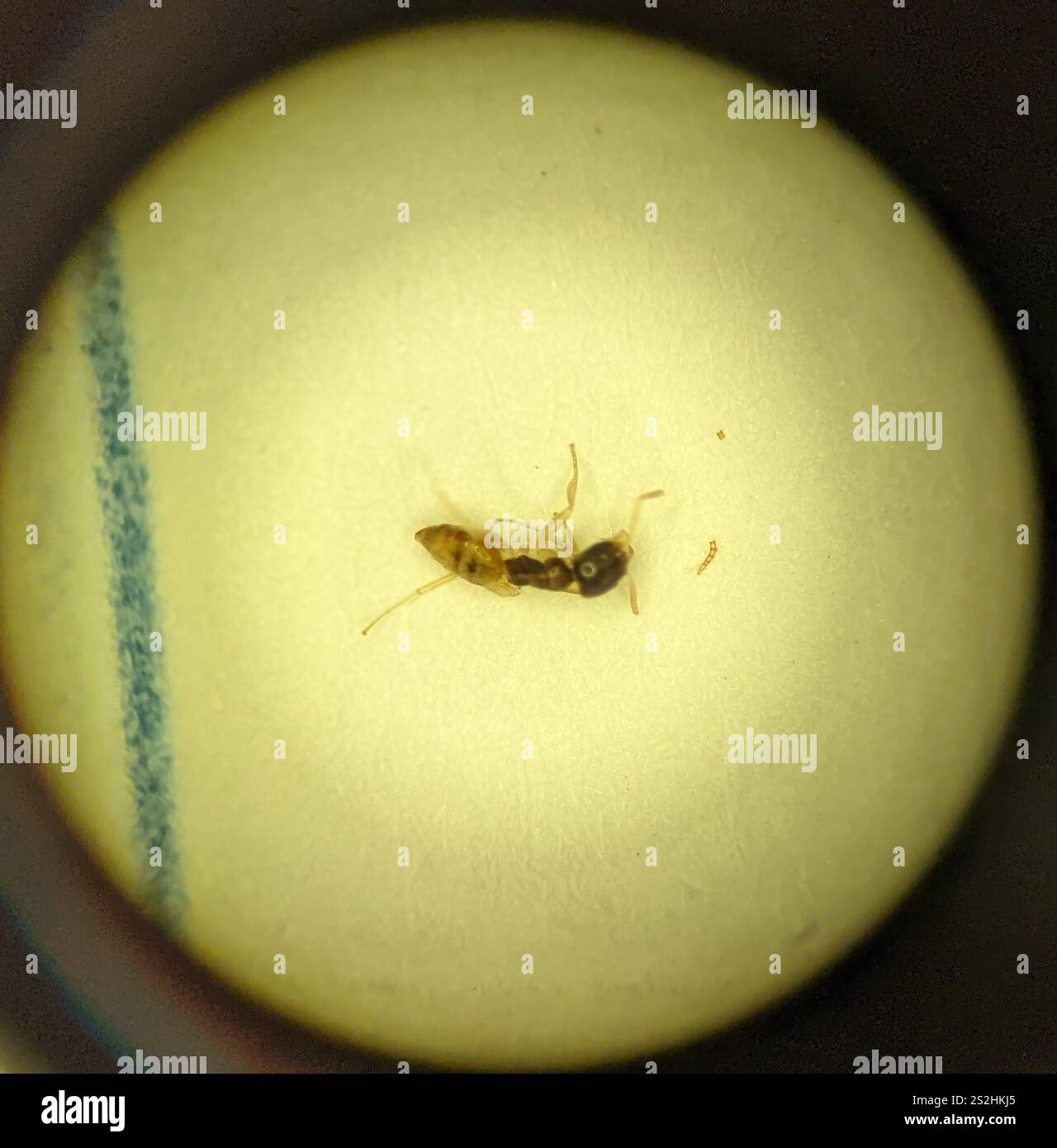 Ghost Ant (Tapinoma melanocephalum Stock Photo - Alamy