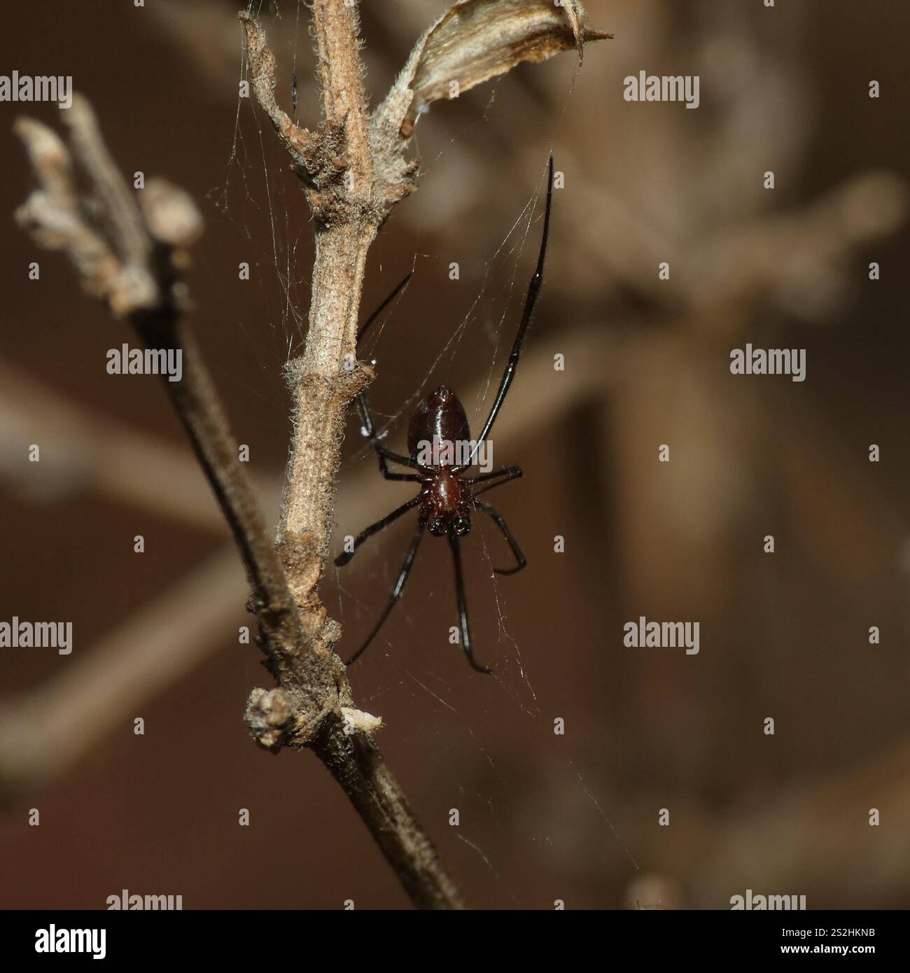 Widow Spiders (Latrodectus Stock Photo - Alamy