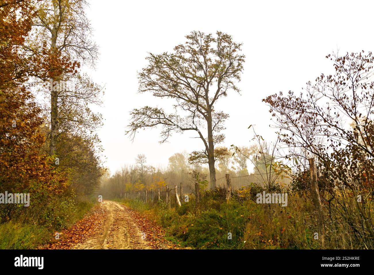 November forest in Gemenc near Baja Stock Photo - Alamy