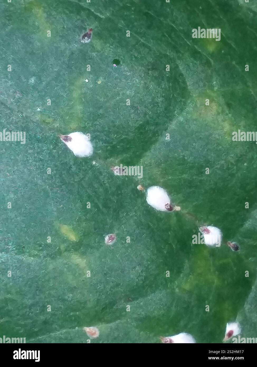 false oleander scale (Pseudaulacaspis cockerelli Stock Photo - Alamy