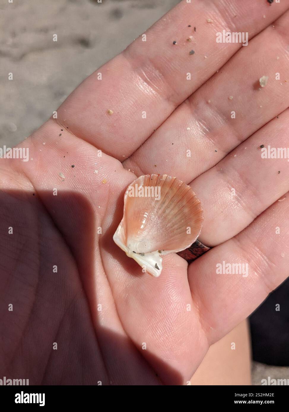 Atlantic Calico Scallop (Argopecten gibbus Stock Photo - Alamy