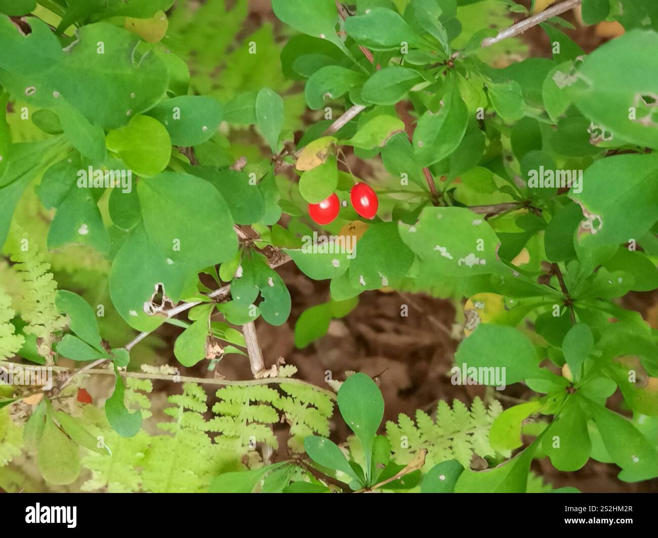Japanese barberry (Berberis thunbergii Stock Photo - Alamy