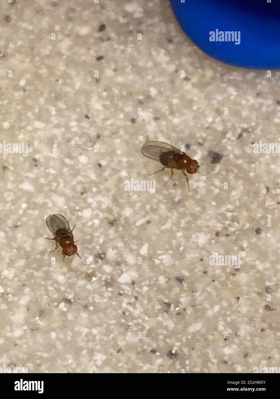 Small Fruit Flies (Drosophila Stock Photo - Alamy