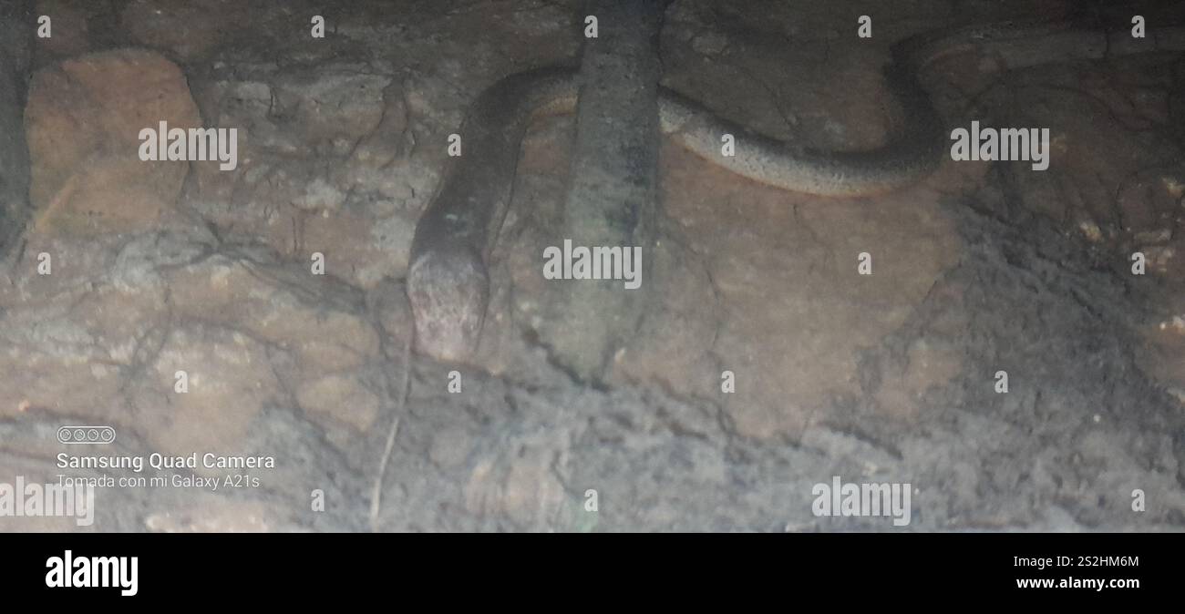 Marbled Swamp Eel (Synbranchus marmoratus Stock Photo - Alamy