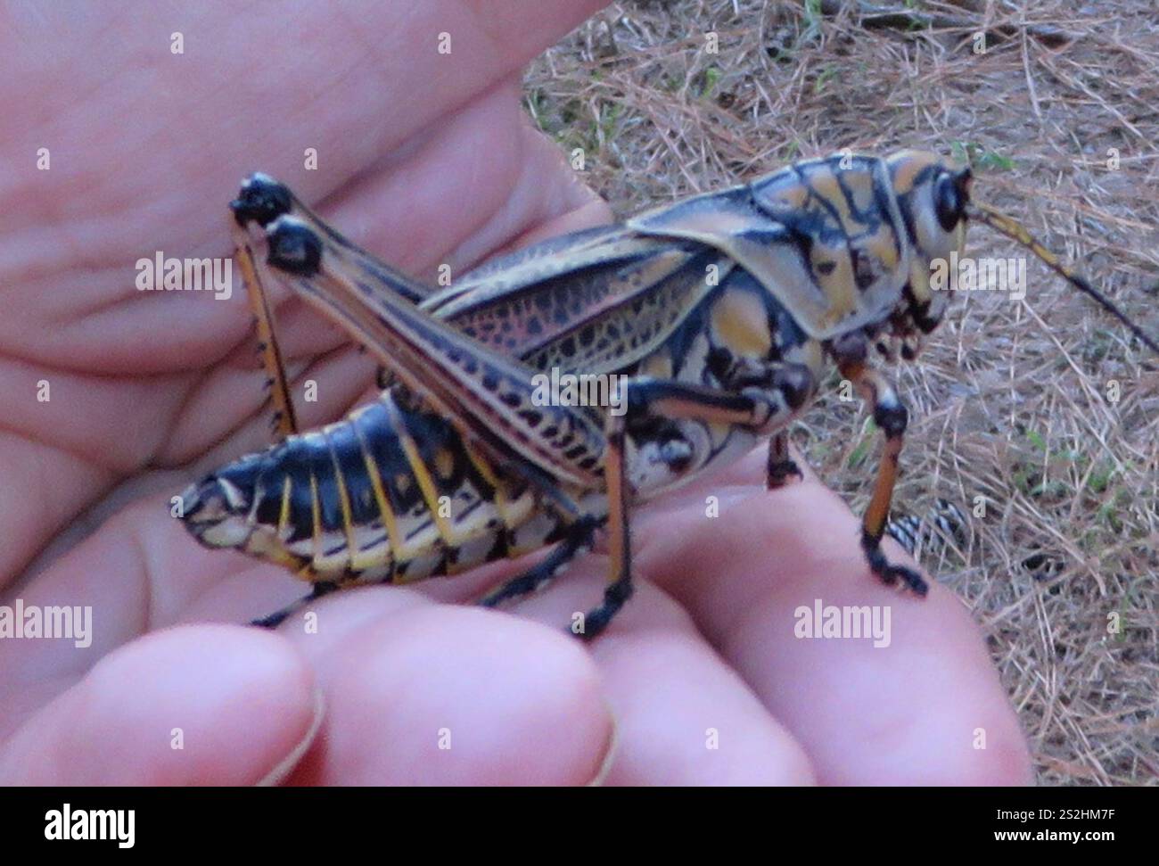 Eastern Lubber Grasshopper (Romalea microptera Stock Photo - Alamy