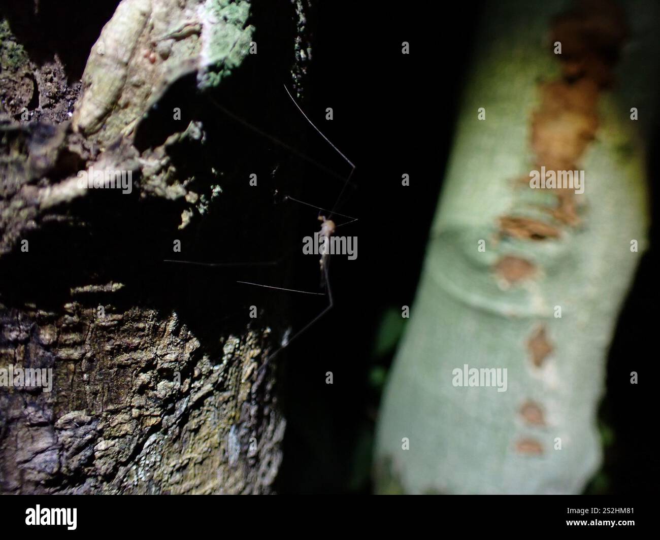 Typical Crane Flies (Tipuloidea Stock Photo - Alamy