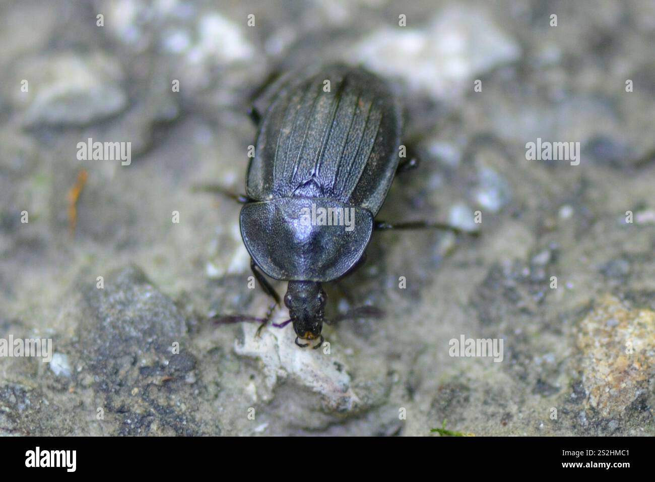 Black snail beetle (Phosphuga atrata Stock Photo - Alamy