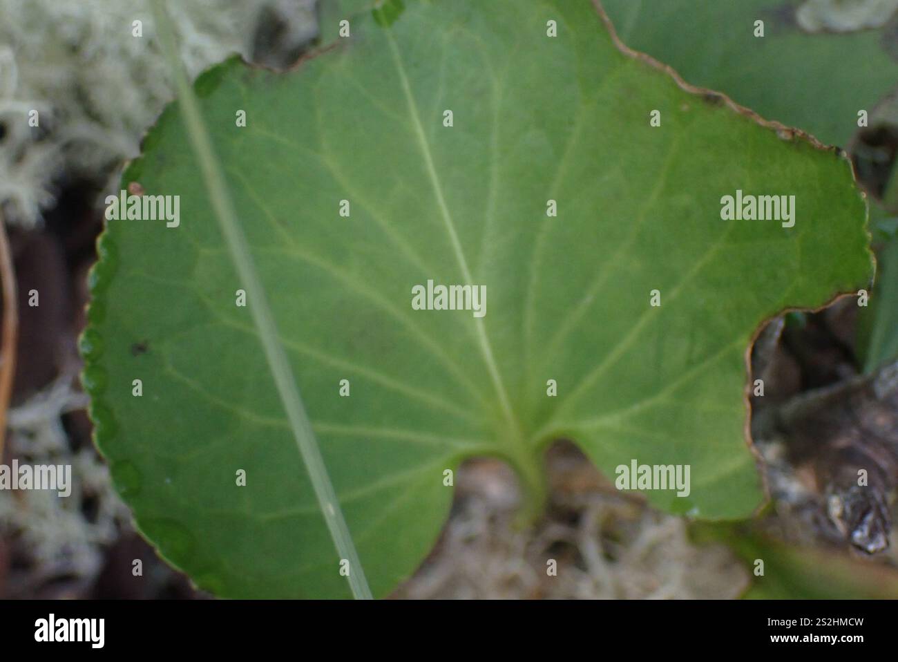 Deer-cabbage (Nephrophyllidium crista-galli Stock Photo - Alamy