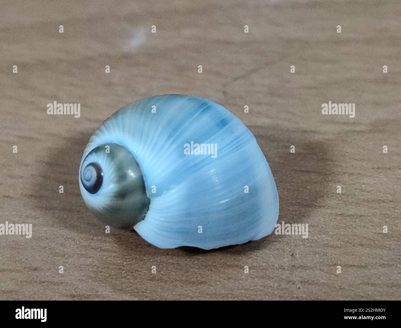 Spotted Sand Shell (Notocochlis gualteriana Stock Photo - Alamy
