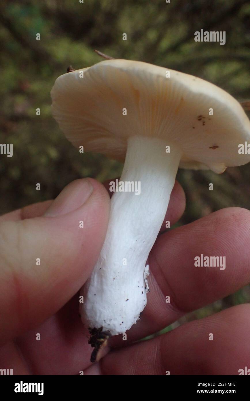 Winter Russula (Russula cremoricolor Stock Photo - Alamy