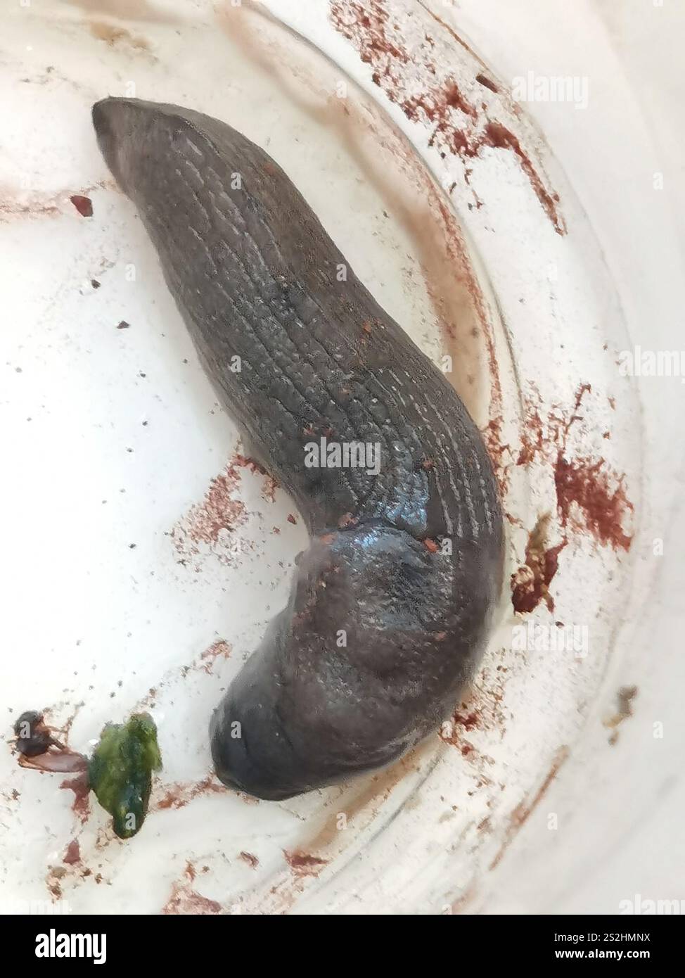 Greenhouse Slug (Milax gagates Stock Photo - Alamy