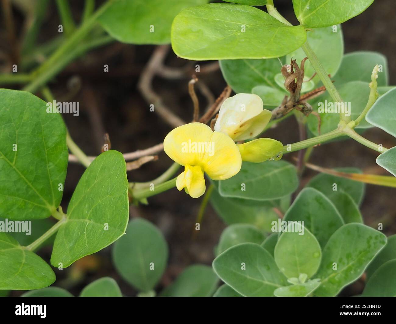 beach pea (Vigna marina Stock Photo - Alamy