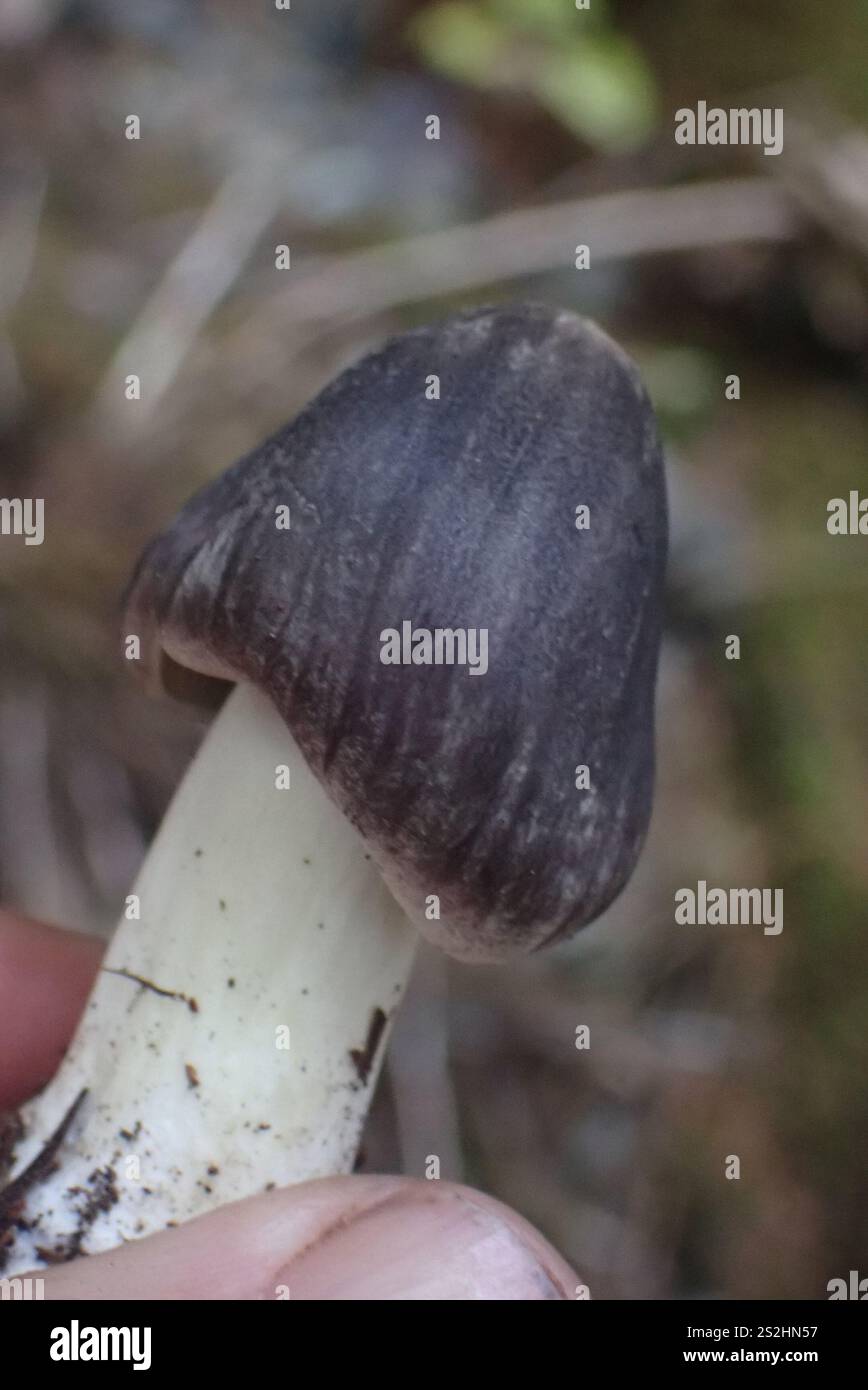 Sticky Gray Trich (Tricholoma portentosum Stock Photo - Alamy
