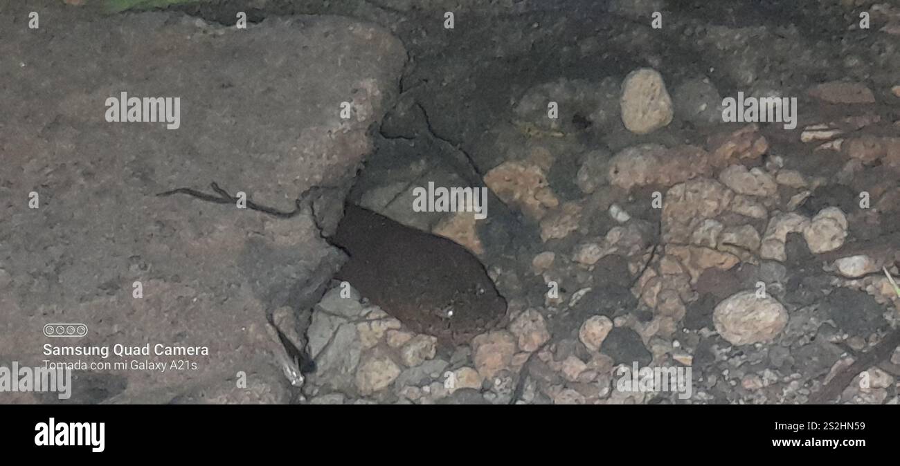 Marbled Swamp Eel (Synbranchus marmoratus Stock Photo - Alamy