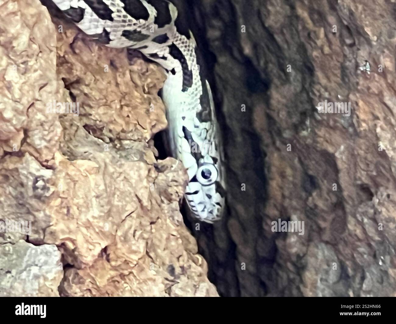 Eastern Ratsnake (Pantherophis alleghaniensis Stock Photo - Alamy