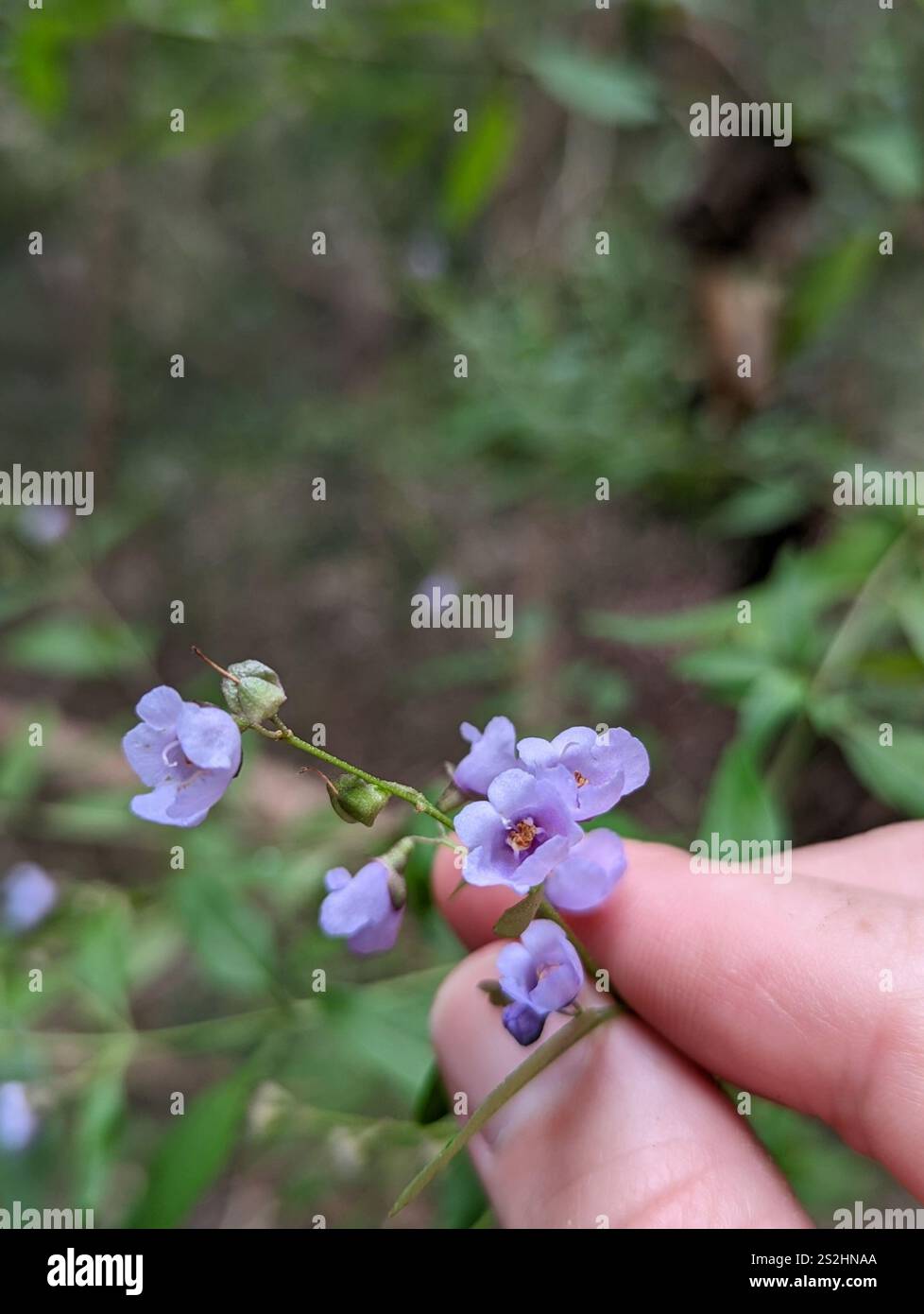 oval-leaf mintbush (Prostanthera ovalifolia Stock Photo - Alamy