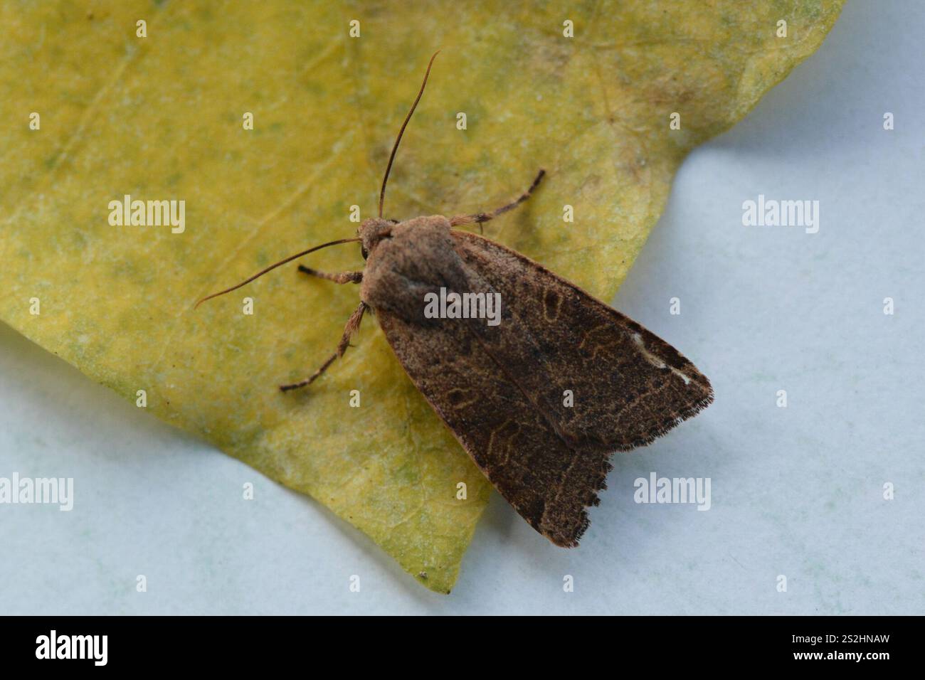 Beaded Chestnut (Agrochola lychnidis Stock Photo - Alamy