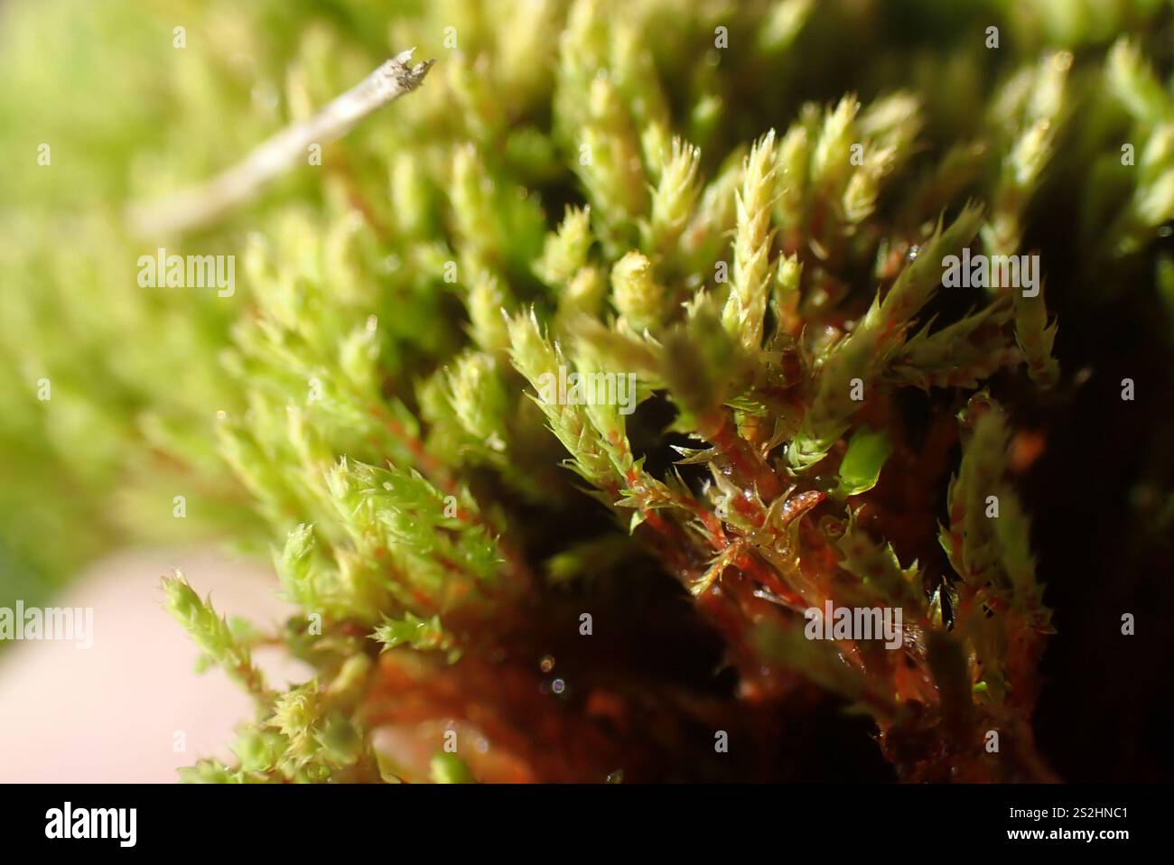 Whitish Feather-moss (Brachythecium albicans Stock Photo - Alamy