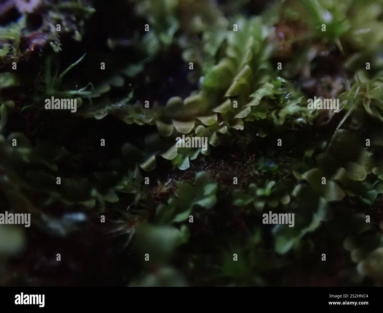 Square-leaved Crestwort (Chiloscyphus polyanthos Stock Photo - Alamy