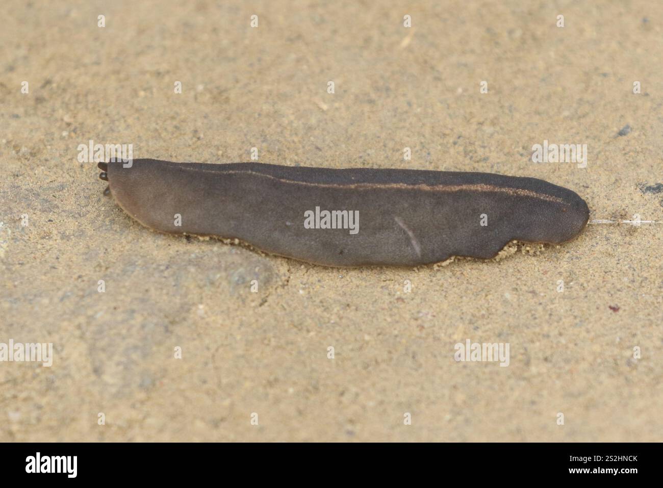 Tropical Leatherleaf Slug (Laevicaulis alte Stock Photo - Alamy