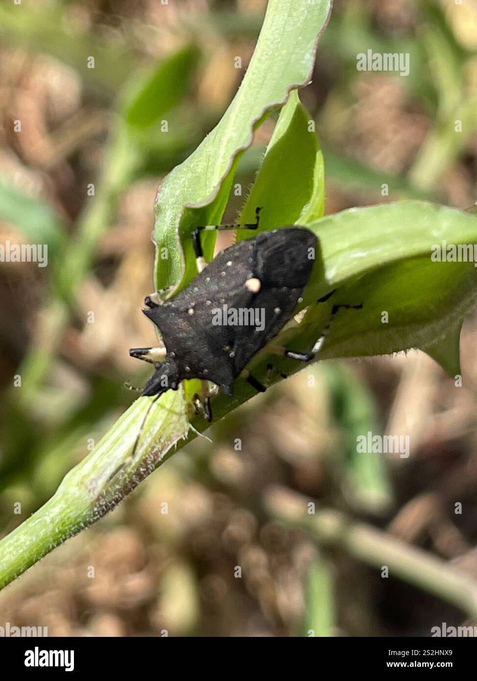 Black Stink Bug (Proxys punctulatus Stock Photo - Alamy