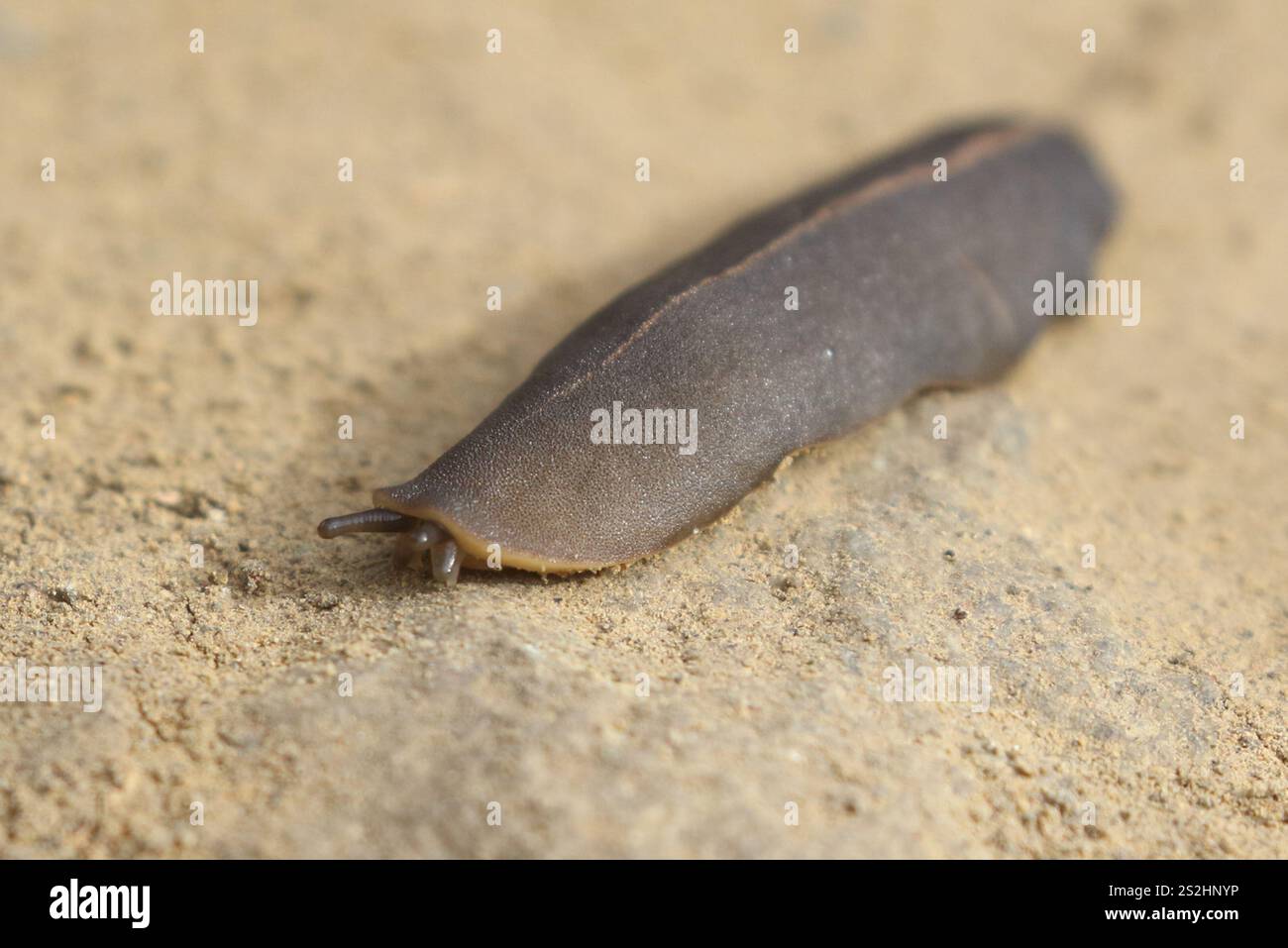 Tropical Leatherleaf Slug (Laevicaulis alte Stock Photo - Alamy