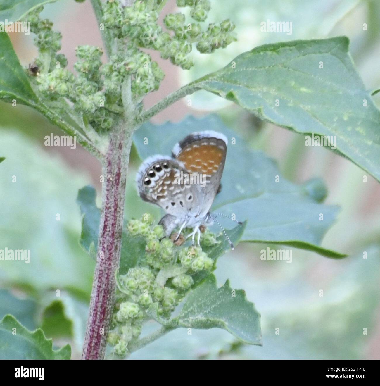 Western Pygmy-Blue (Brephidium exilis Stock Photo - Alamy