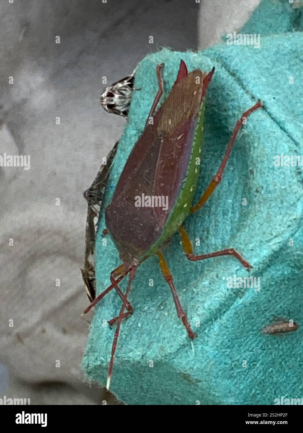 Lychee Stink Bug (Lyramorpha rosea Stock Photo - Alamy