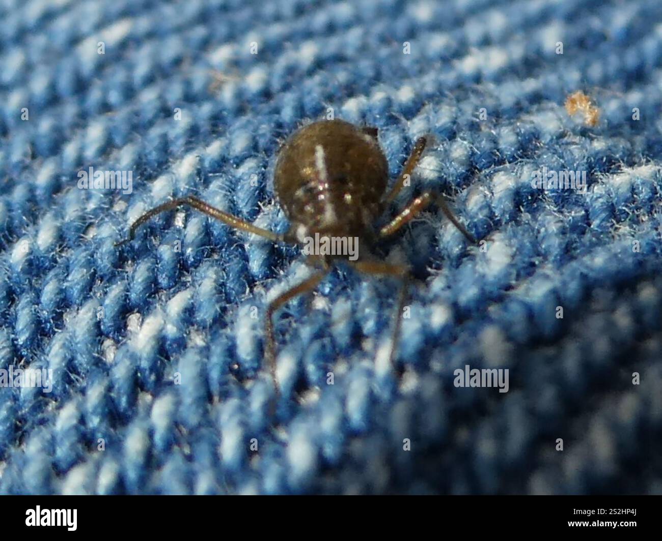 Giant Conifer Aphids (Cinara Stock Photo - Alamy