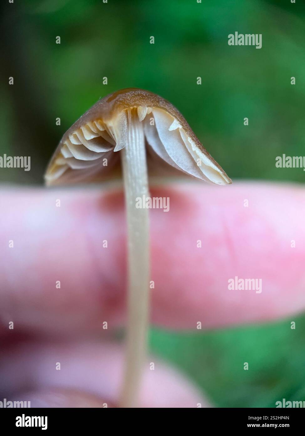 red edge brittlestem (Psathyrella corrugis Stock Photo - Alamy