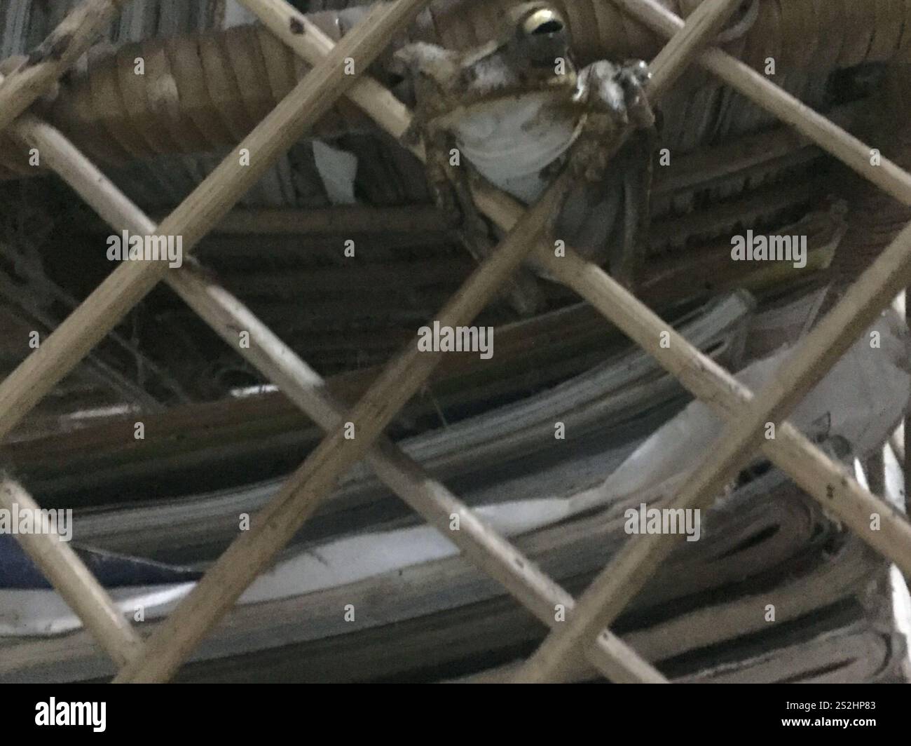 Common Hourglass Tree Frog (Polypedates cruciger Stock Photo - Alamy